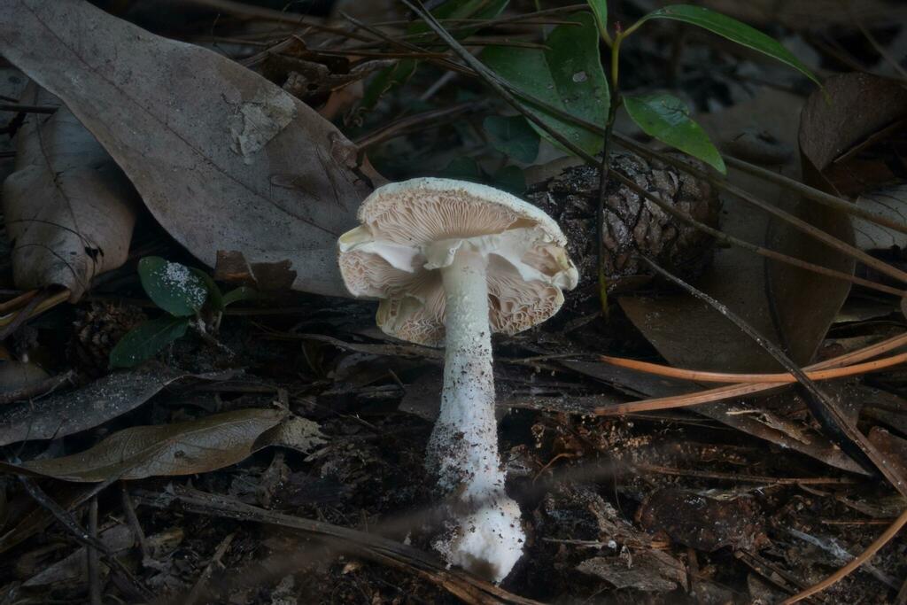 Amanita Sect. Phalloideae from Fort Caroline Shores, Jacksonville, FL ...