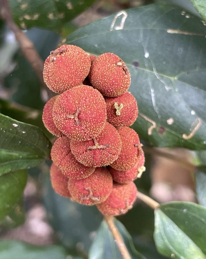 Kamala from Moledina Cr, Mount Crosby, QLD, AU on November 6, 2023 at ...