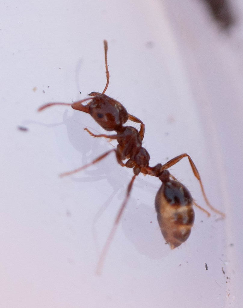 Red Imported Fire Ant from Little St Simons Island, Georgia, USA on ...