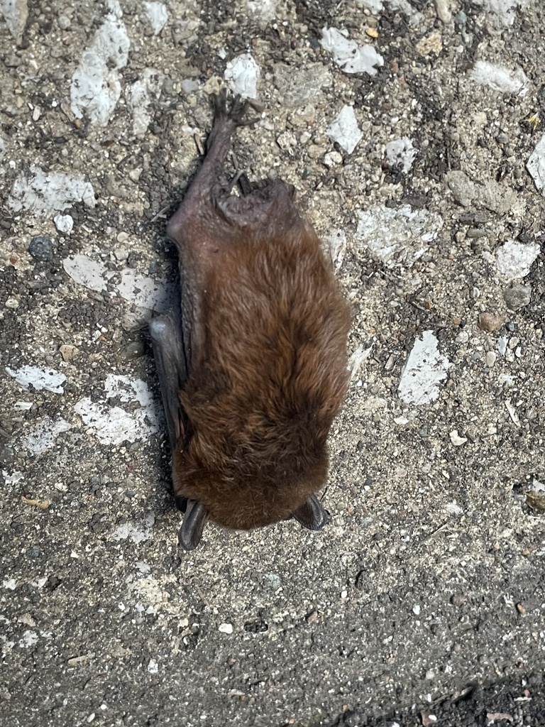Big Brown Bat from W Market St, Louisville, KY, US on November 5, 2023 ...