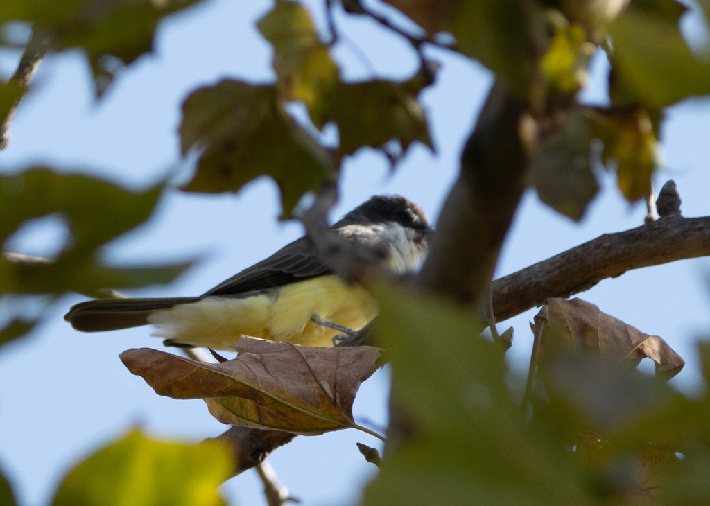 Thick-billed Kingbird from Bellevue Memorial Park, Ontario, CA, US on ...