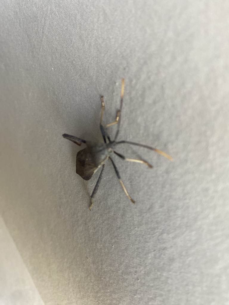 Spine-headed Bugs from Spencer Rd, Denton, TX, US on November 4, 2023 ...