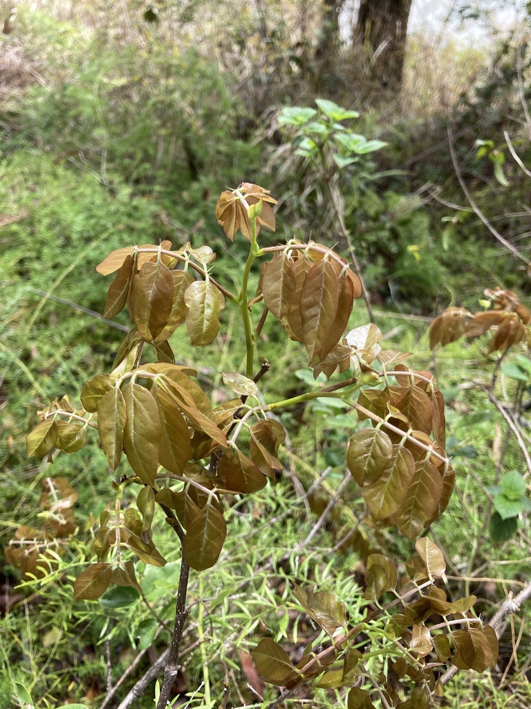 Blood Vine from Northwest Inner Brisbane, Indooroopilly, QLD, AU on ...