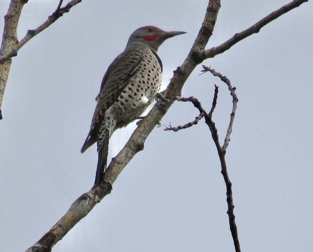 Northern Flicker from Penticton, BC, Canada on November 5, 2023 at 12: ...