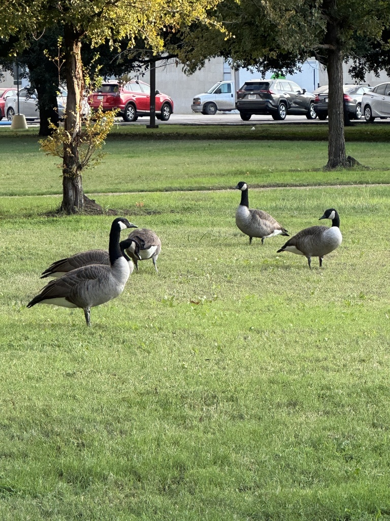 Canada Goose from The University of Texas at Dallas, Richardson, TX, US ...