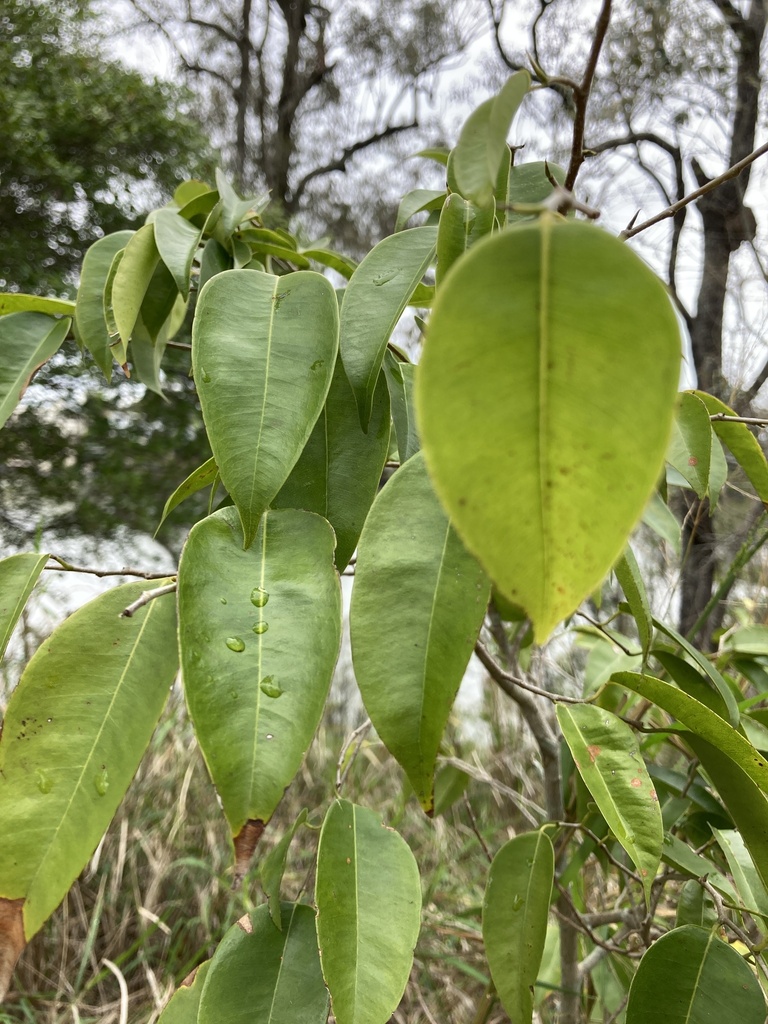 Weeping fig from The Esplanade Park, St Lucia, QLD, AU on November 6 ...