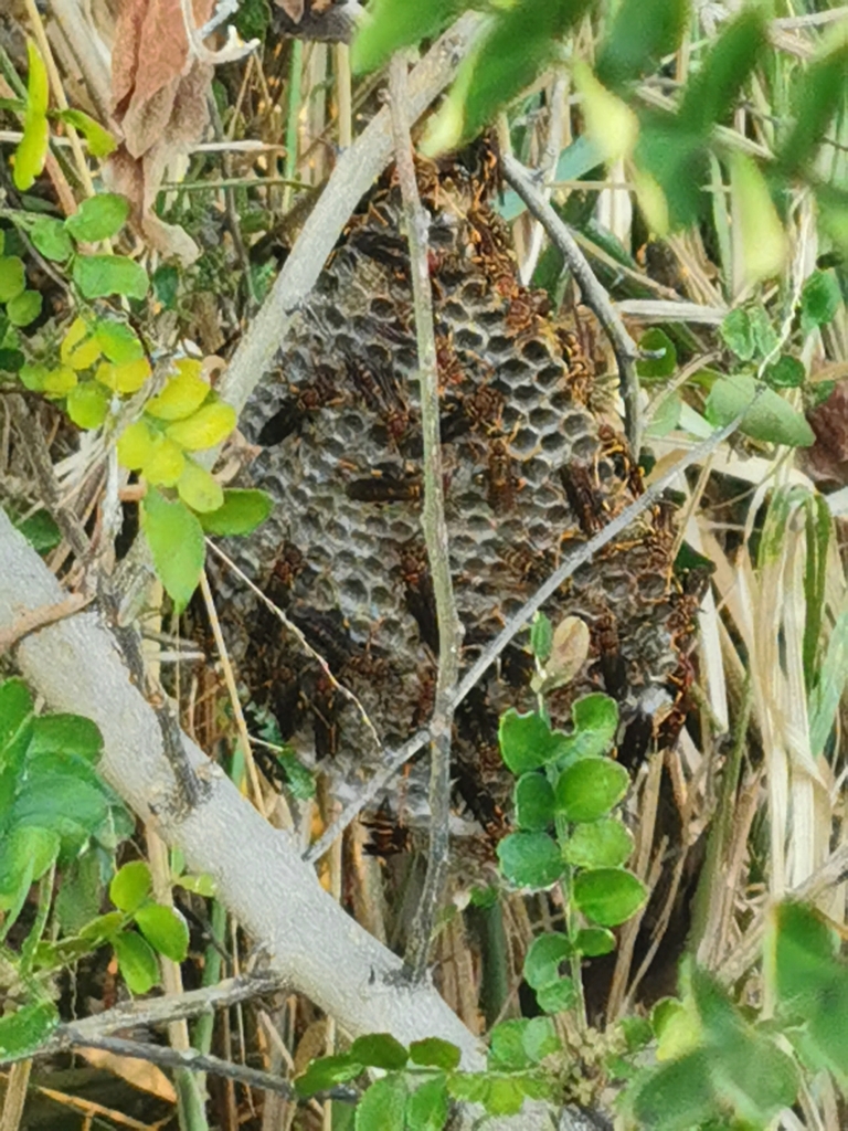 Unstable Paper Wasp from 49446 Jal., México on November 5, 2023 at 05: ...