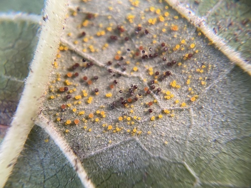 Phyllactinia moricola · iNaturalist