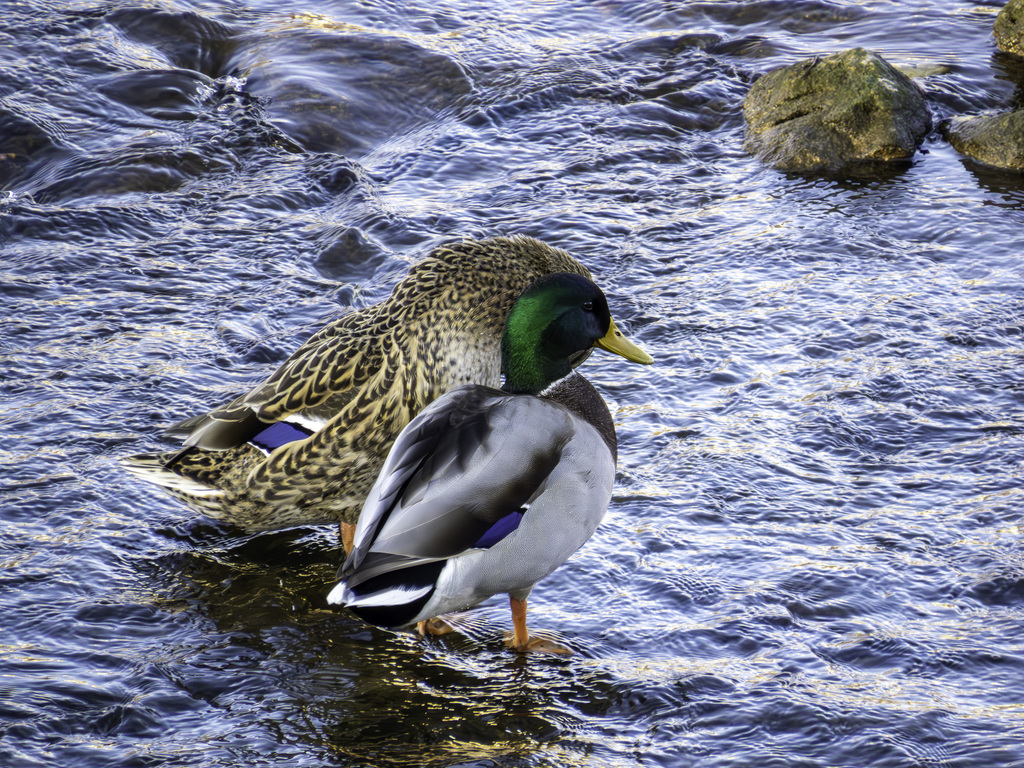 Mallard from Cambridge, ON, Canada on November 5, 2023 at 08:44 AM by ...