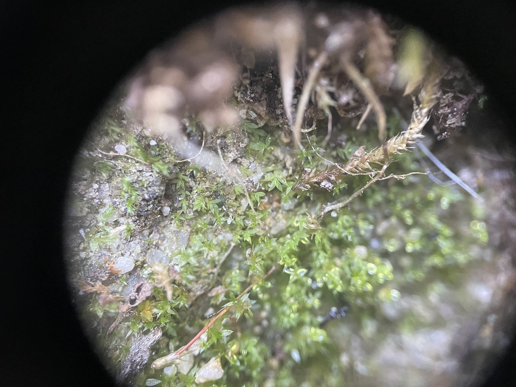 Epipterygium biauritum from Torrey Pines State Natural Reserve, San ...