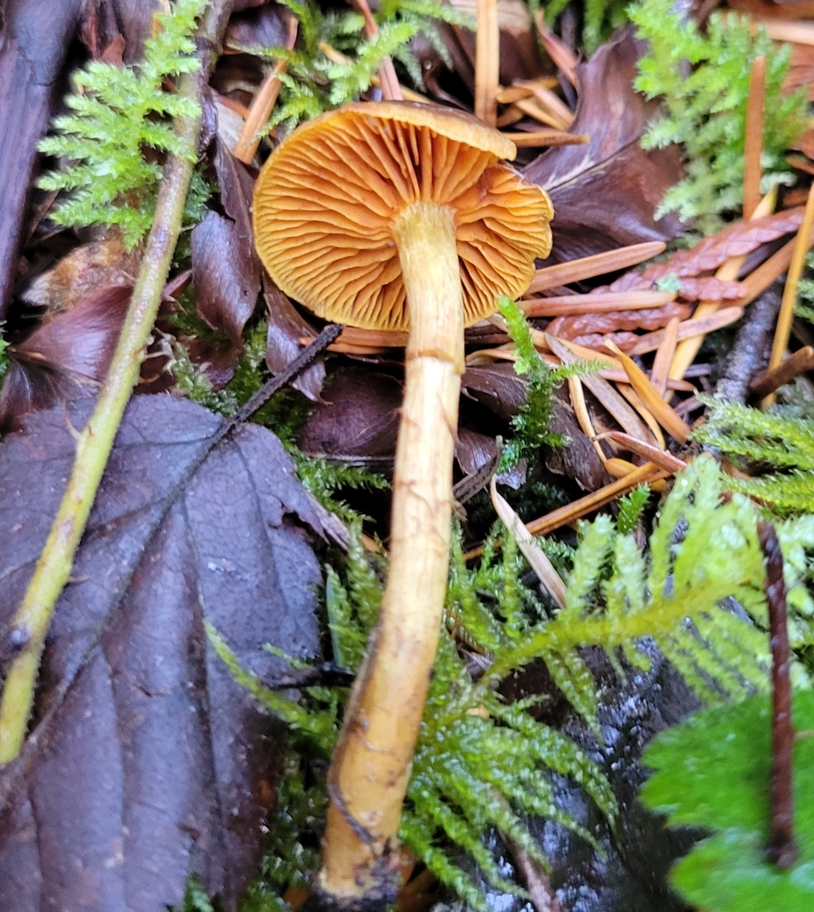 saffron webcap from Richmond Highlands, Shoreline, WA, USA on November ...