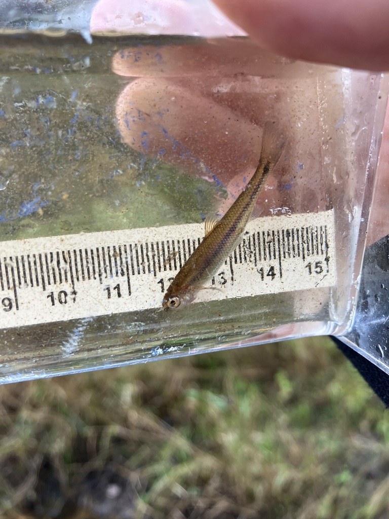 True Minnows from Greater Miramichi Rural District, NB, Canada on ...