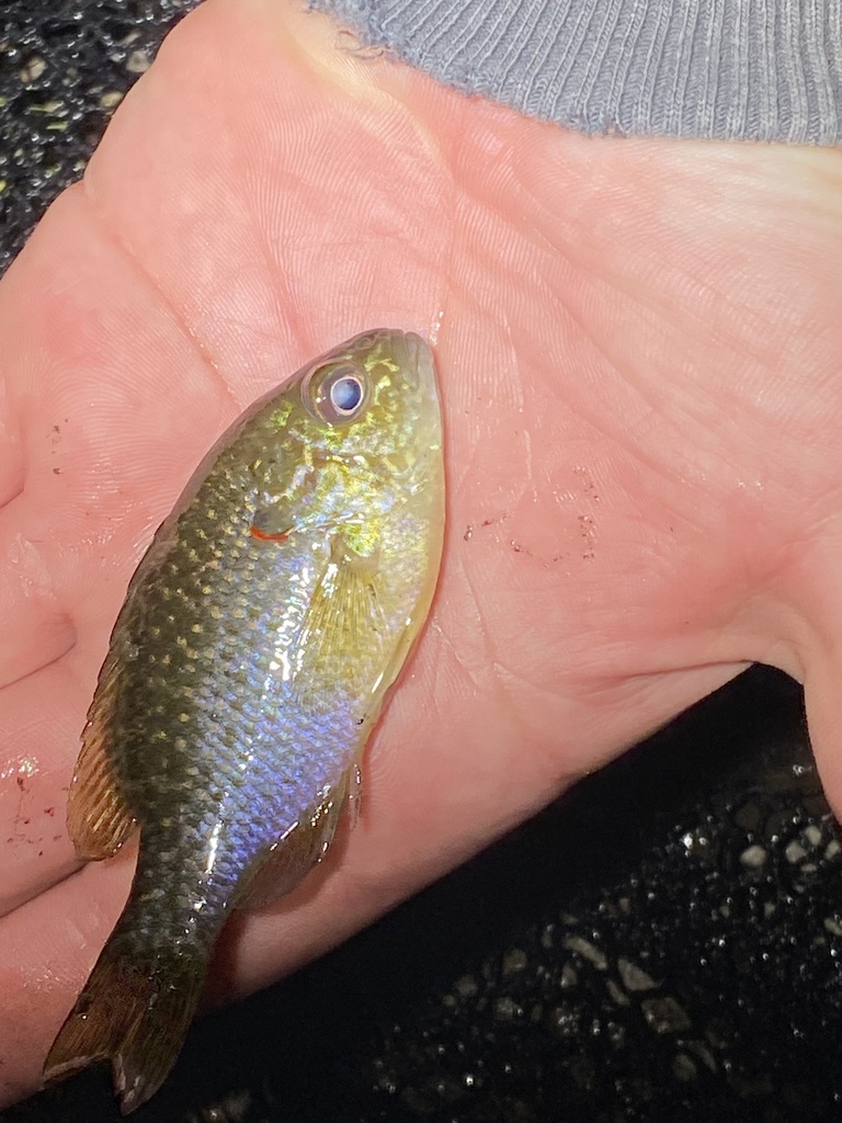Northern Sunfish in November 2023 by Cody Porter · iNaturalist