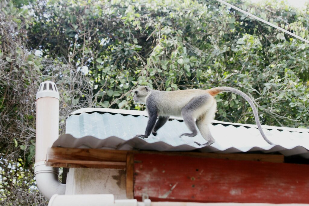 Blue Monkey from Watamu, Kenya on January 27, 2023 at 09:09 AM by Caleb ...
