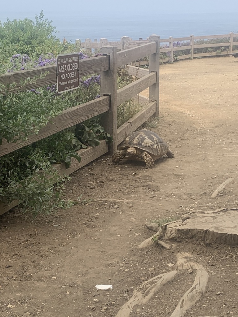 African Spurred Tortoise from Point Vicente Interpretive Center, Rancho ...