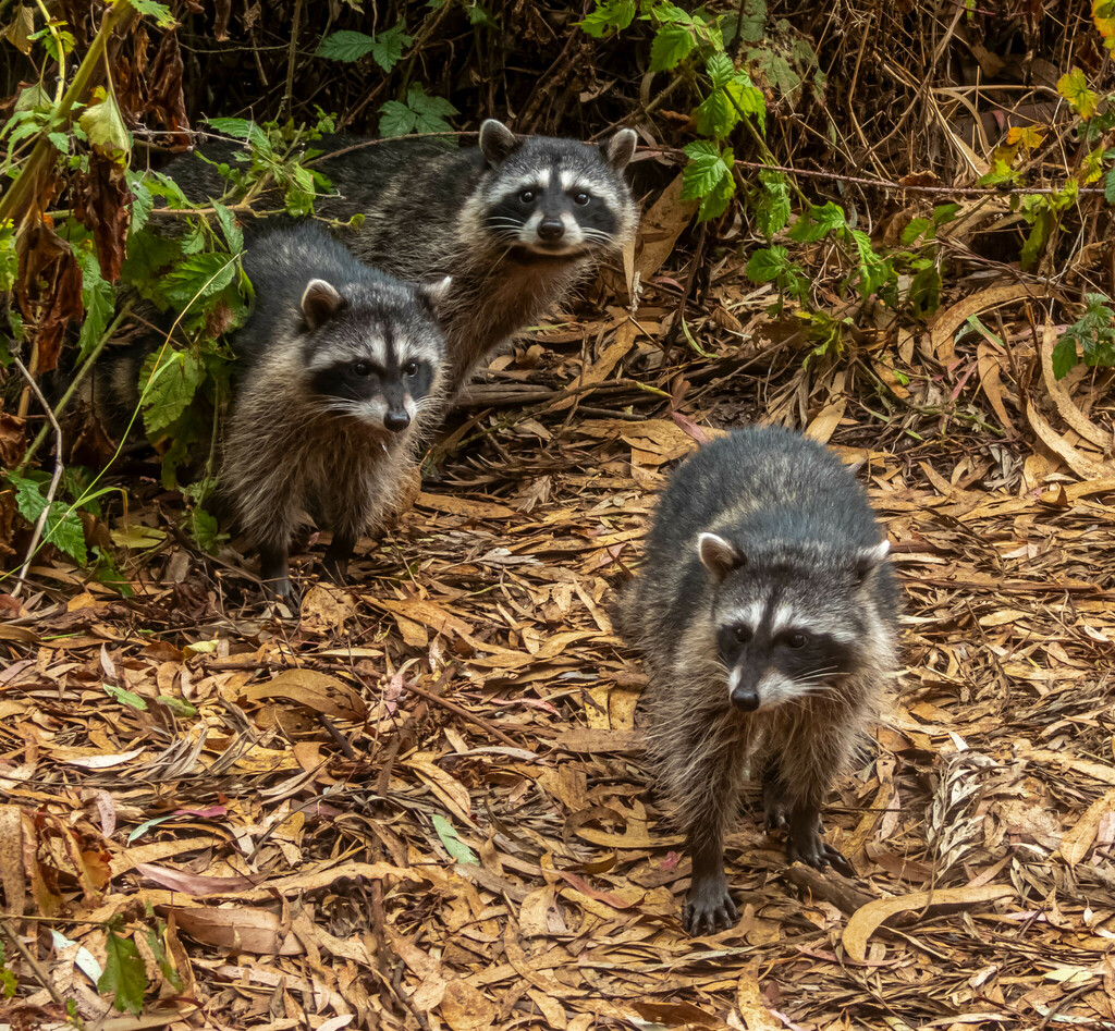 Common Raccoon from Golden Gate Park, San Francisco, CA, USA on ...