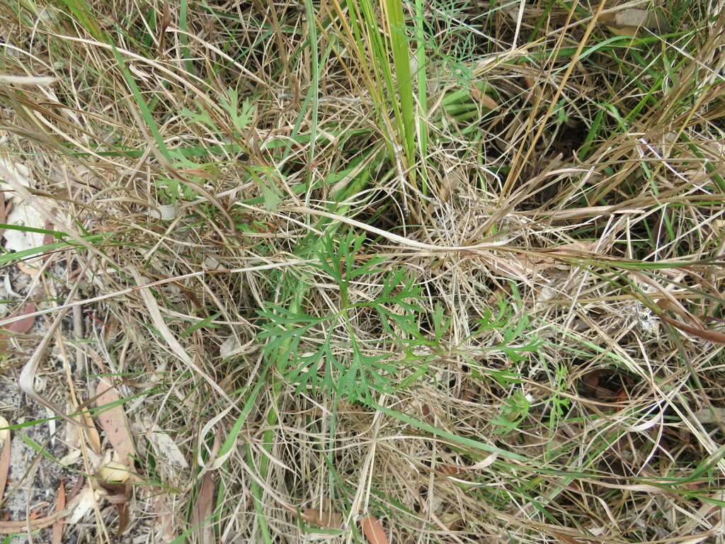 Australian parsnip from Brisbane QLD, Australia on November 6, 2023 at ...