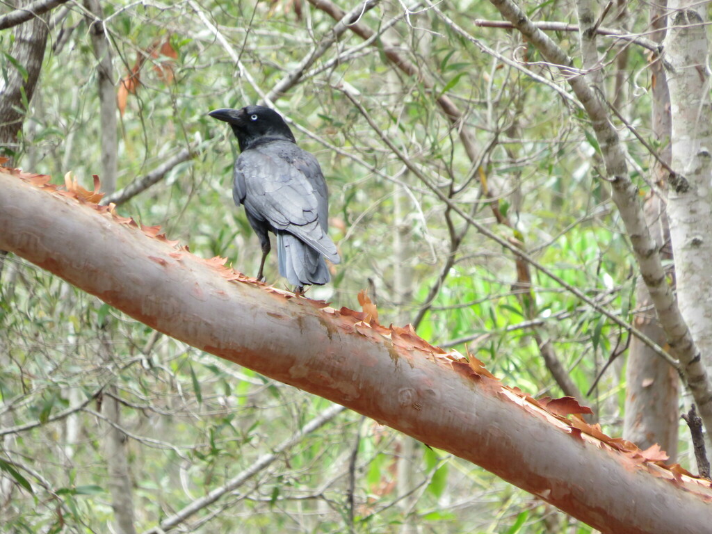 Torresian Crow from Brisbane QLD, Australia on November 6, 2023 at 09: ...