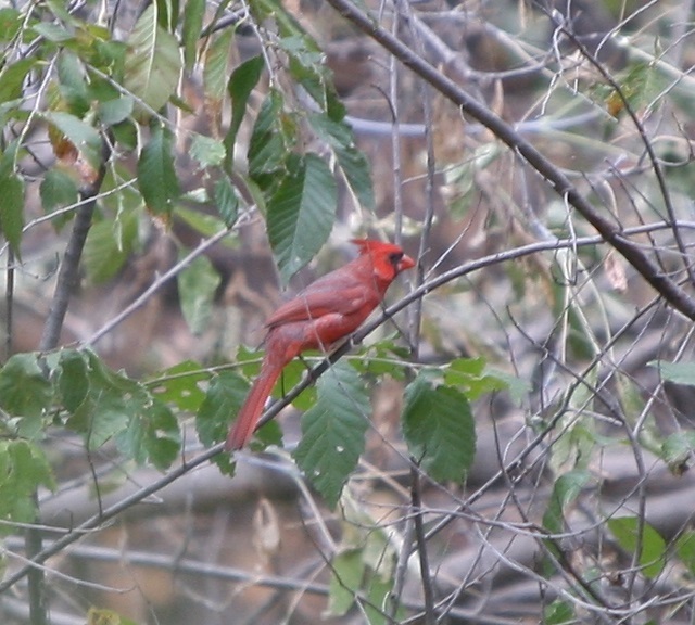 Northern Cardinal in November 2023 by Mark · iNaturalist