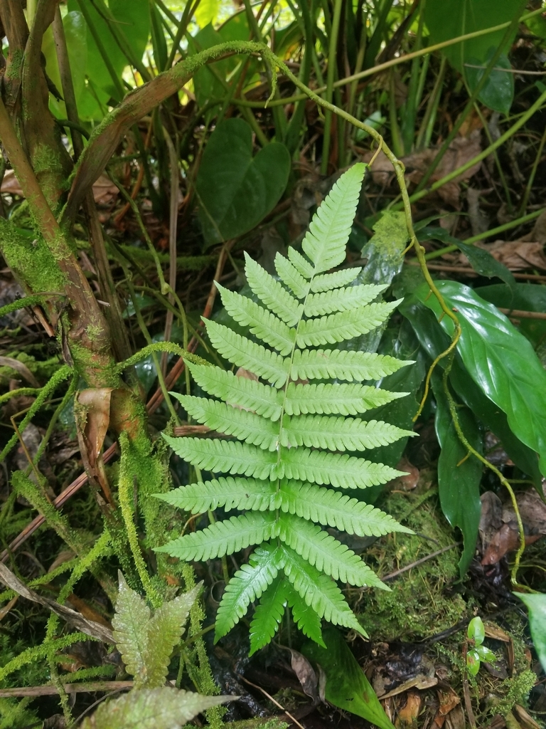 Parasitic Tri-vein Fern from Pāhoa, HI 96778, USA on November 5, 2023 ...