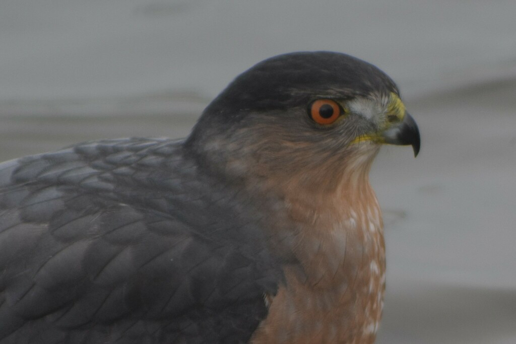 Cooper's Hawk from Ottawa County, OH, USA on November 5, 2023 at 11:40 ...