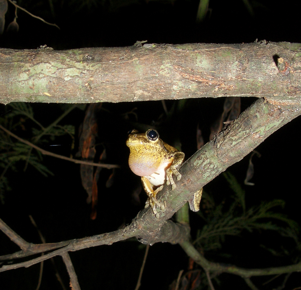 Peron's Tree Frog from Bandon Grove NSW 2420, Australia on December 14 ...