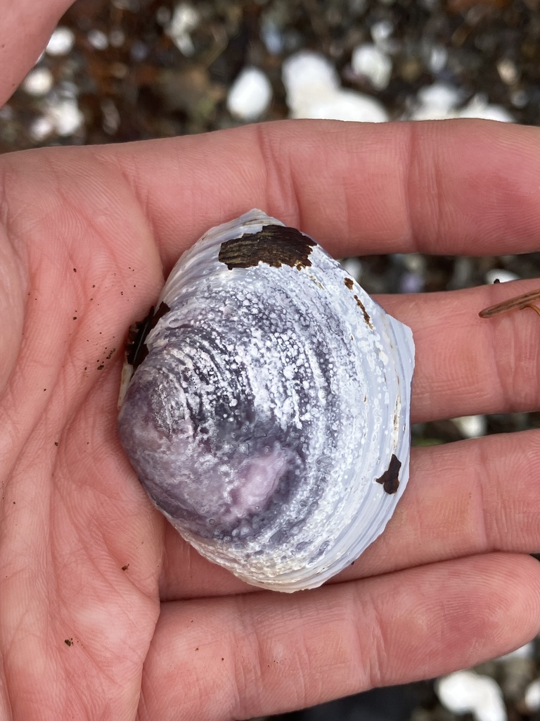 Purple Mahogany Clam from Triton Cove, Lilliwaup, WA, US on November 5 ...
