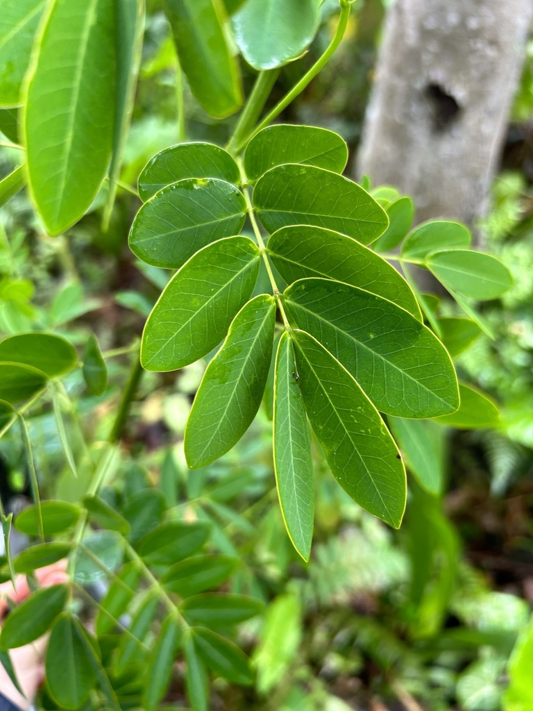 Christmas Senna from Boronia St, Port Macquarie, NSW, AU on November 6 ...