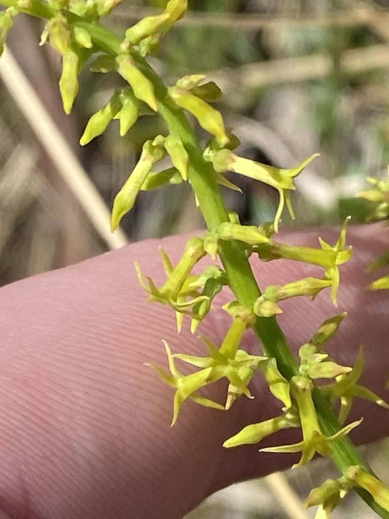 Yellow Stackhousia from Box Vale Walking Tk, Woodlands, NSW, AU on ...