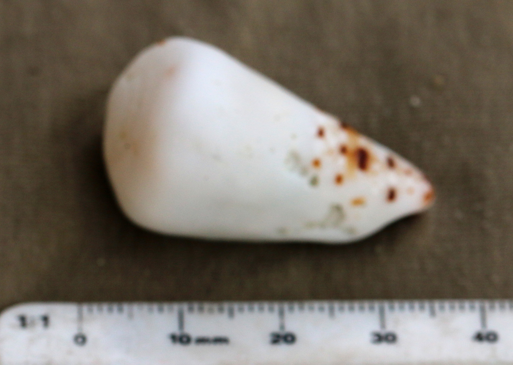 The Darkened Cone from Augusta Is., Raja Ampat Regency, West Papua ...