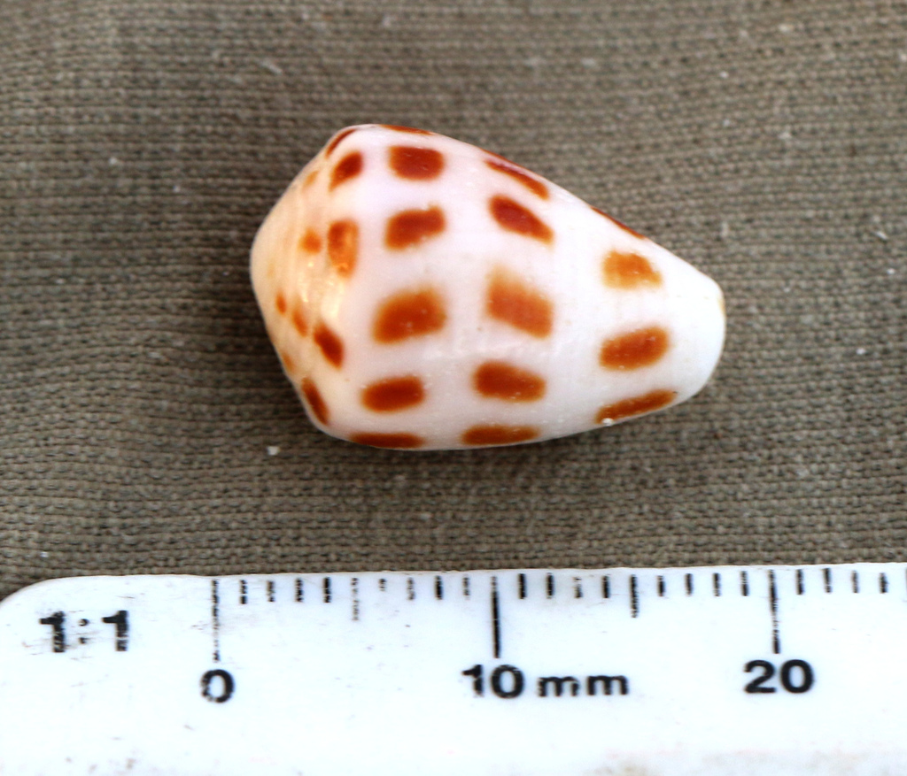 Black-and-white Cone Snail from Augusta Is., Raja Ampat Regency, West ...