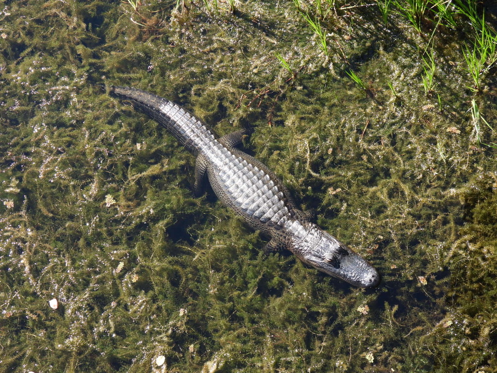 American Alligator from Cooter Pond Park, Inverness, FL, US on November ...