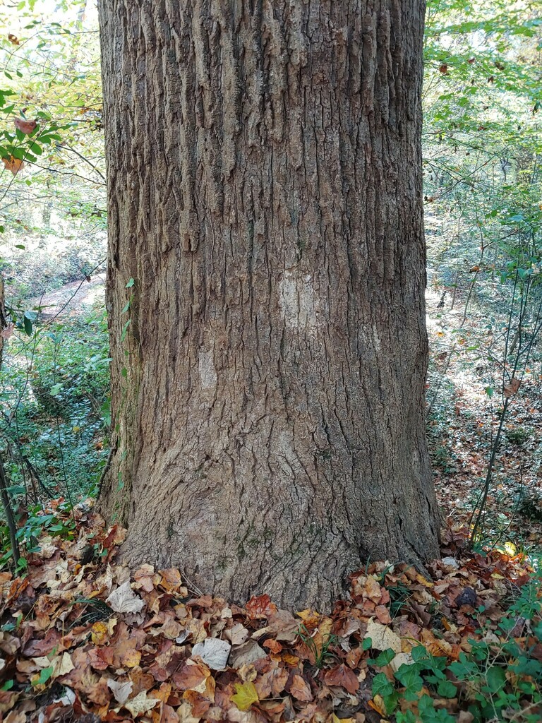 tulip tree from Morningside-Lenox Park, Atlanta, GA, USA on November 5 ...