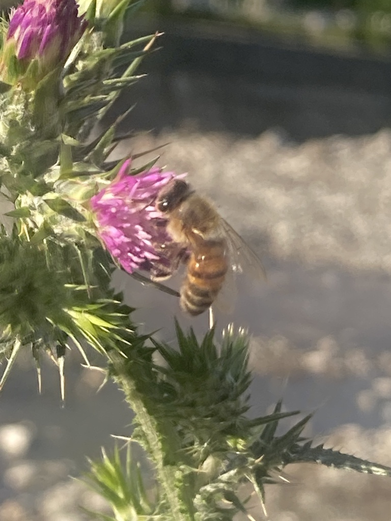 Western Honey Bee from San Jose Maria Escriva de Balaguer, Vitacura ...