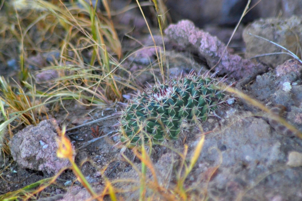 Mammillaria uncinata from La Cotorina on November 5, 2023 by Bruno ...
