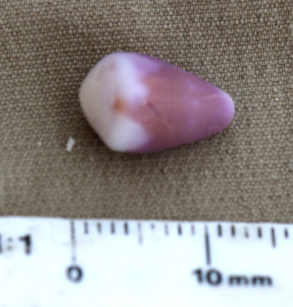 Rat Cone from Augusta Is., Raja Ampat Regency, West Papua, Indonesia on ...