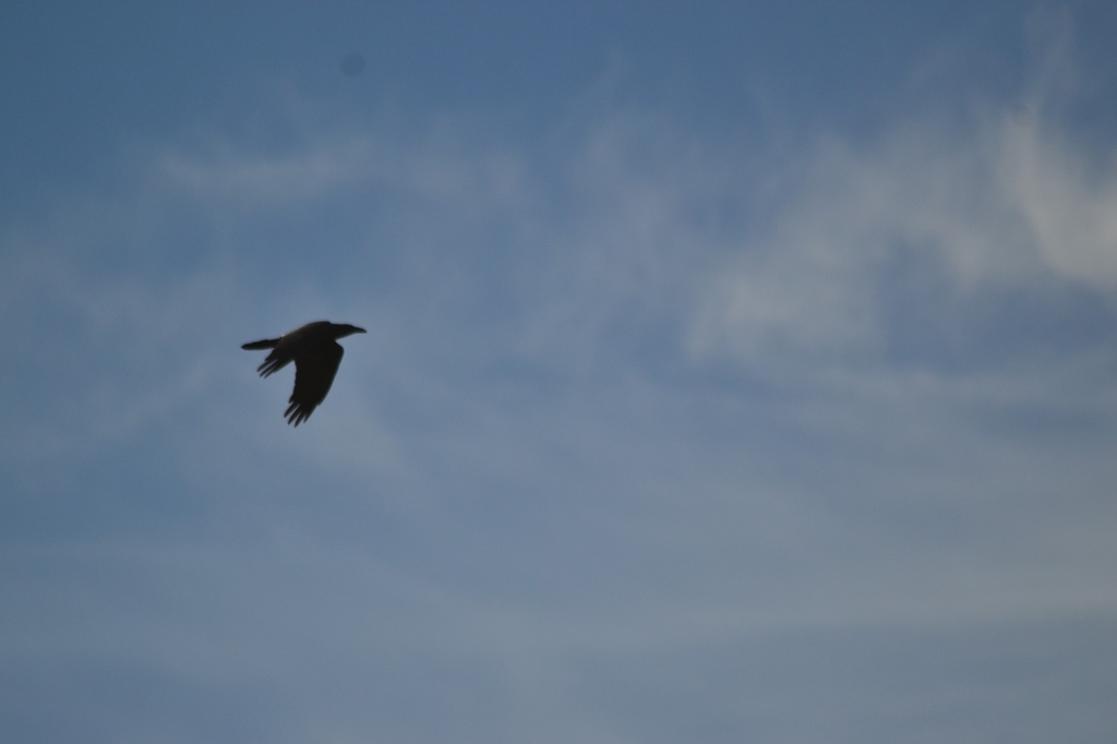 Chihuahuan Raven from 20395 Cotorina, Ags., México on November 5, 2023 ...
