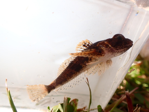 Pygmy Sculpin (Cottus paulus) · iNaturalist United Kingdom