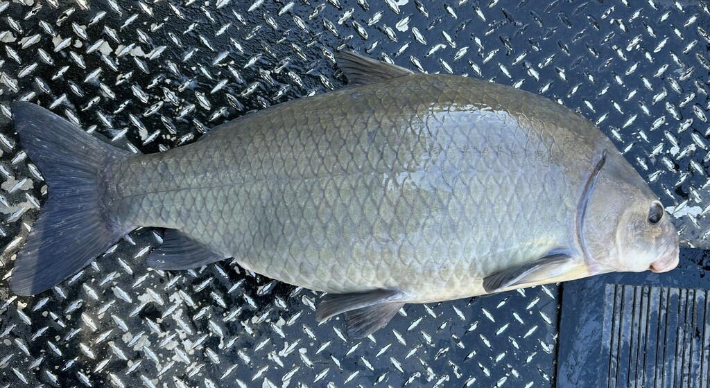 Smallmouth Buffalo from Tennessee River, Wilson Reservoir, Steenson ...