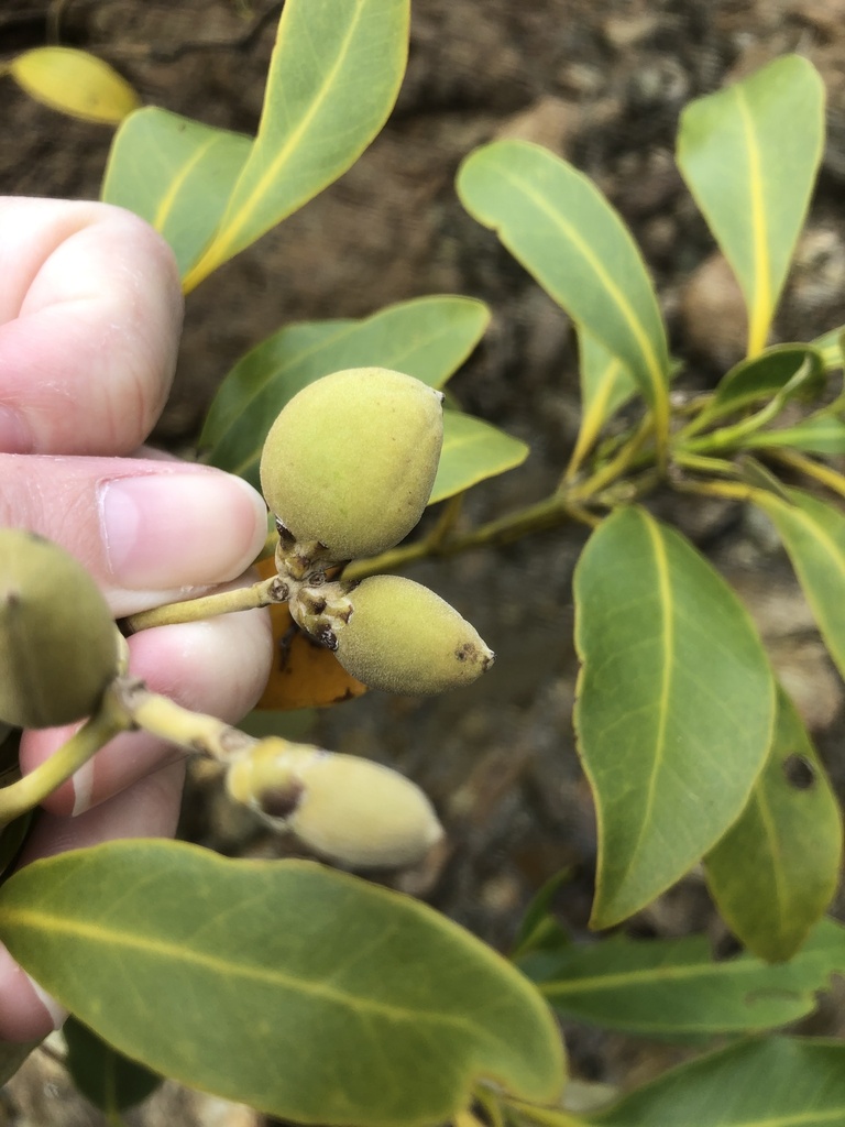 Grey Mangrove from South Pacific Ocean, Cooee Bay, QLD, AU on May 22 ...