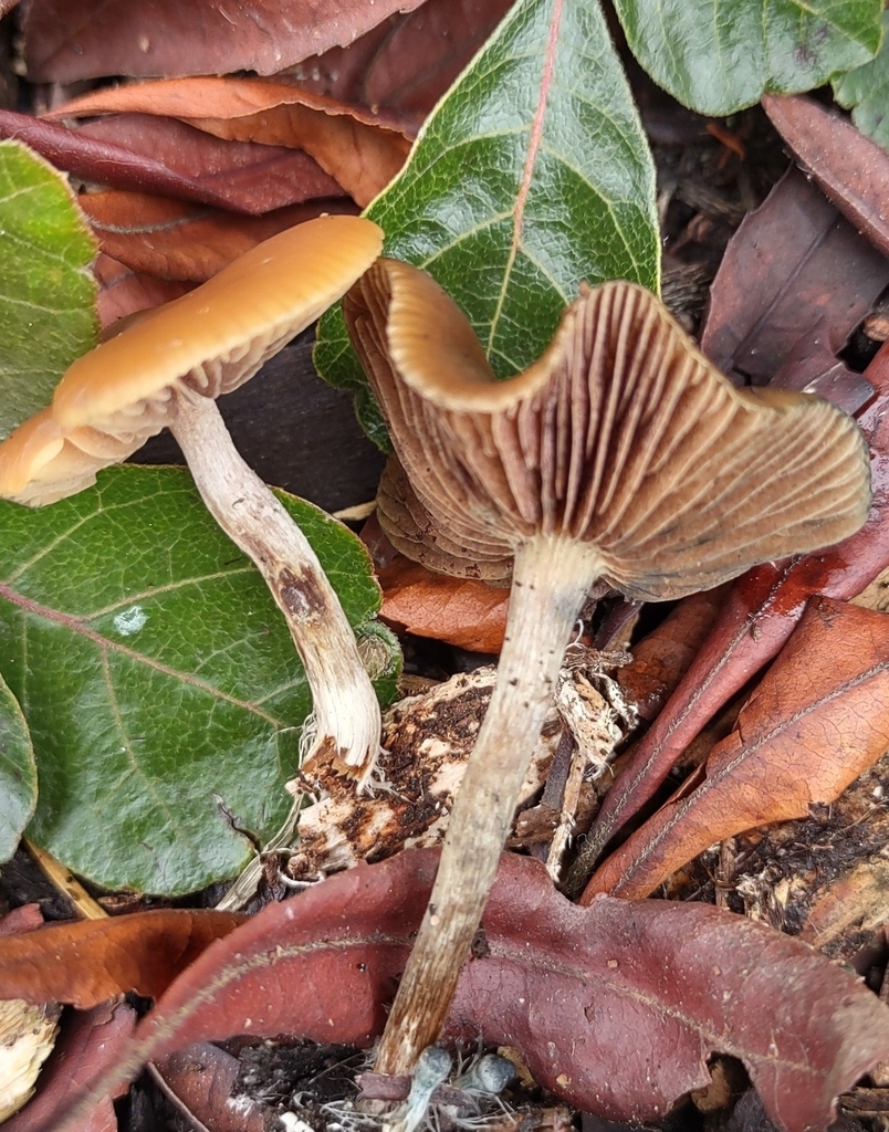 Wavy Cap in November 2023 by angeliqueva · iNaturalist