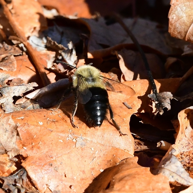 Common Eastern Bumble Bee in November 2023 by roamingthewoods · iNaturalist