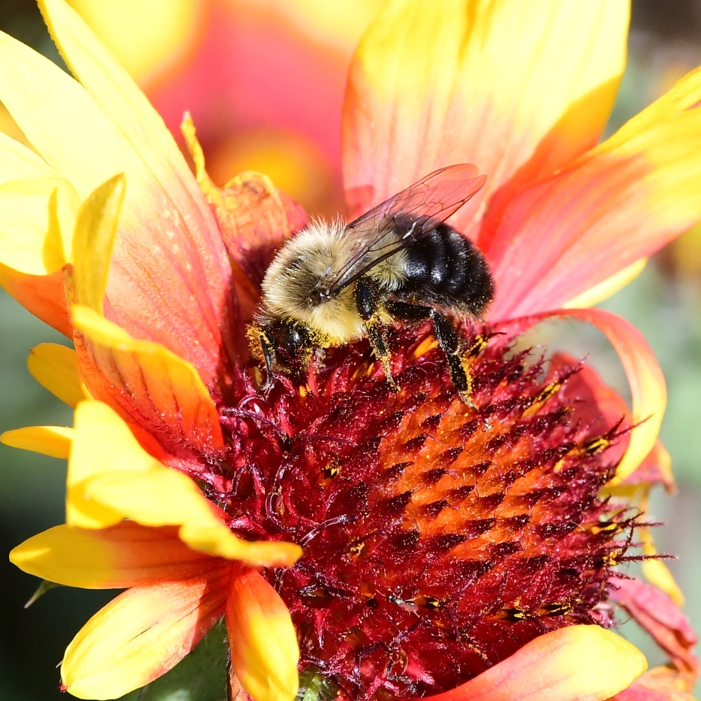 Common Eastern Bumble Bee in November 2023 by roamingthewoods · iNaturalist