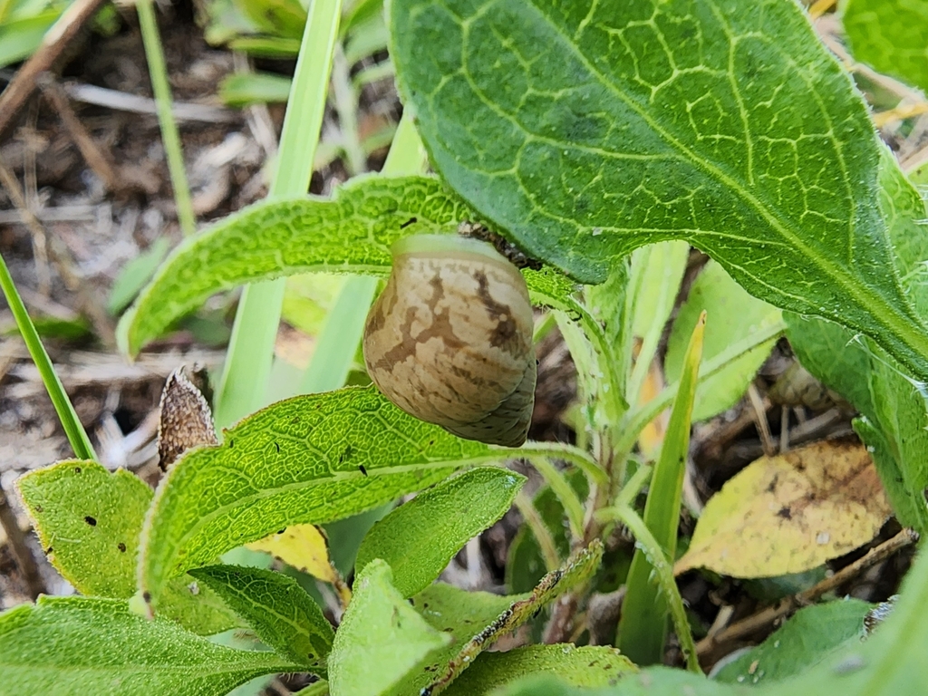 Ghost Bulimulus from Golden Oak, FL 32836, USA on June 29, 2023 at 03: ...