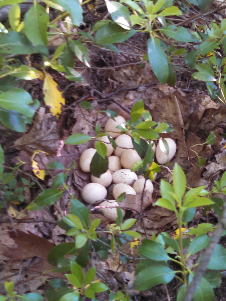 Wild Turkey from Leidy Township, PA, USA on May 29, 2015 at 07:56 AM by ...