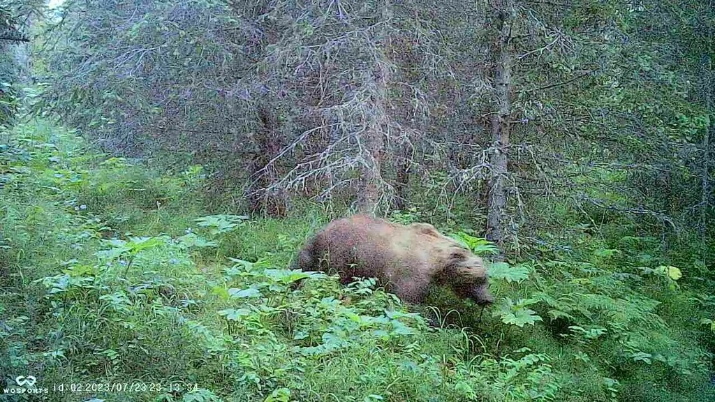 Brown Bear in July 2023 by Matt Muir. First bear capture on a camera ...