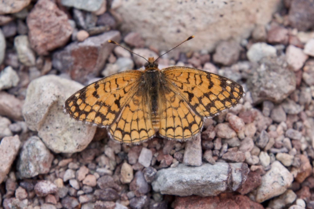 Sagebrush Checkerspot from Death Valley National Park, Death Valley, CA ...