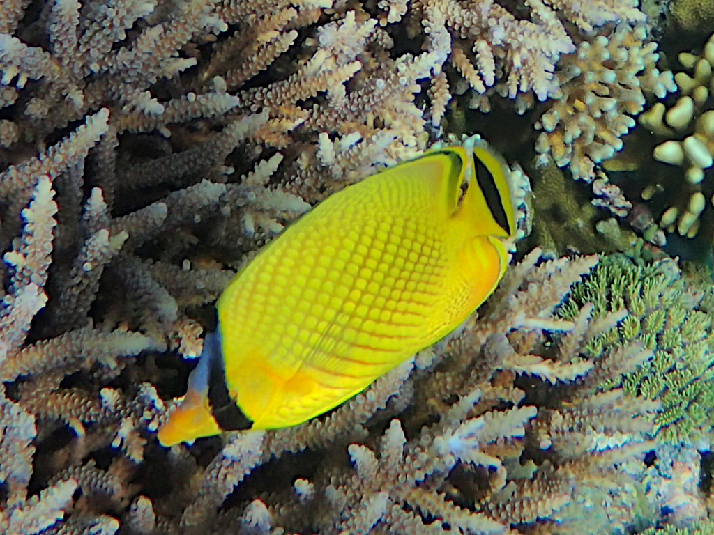 Lattice Butterflyfish from Mansuar Is, Raja Ampat Regency, West Papua ...