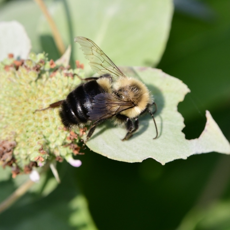 Common Eastern Bumble Bee in November 2023 by roamingthewoods · iNaturalist