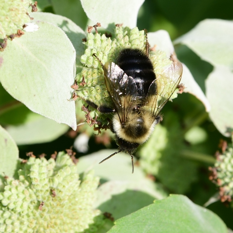Common Eastern Bumble Bee in November 2023 by roamingthewoods · iNaturalist